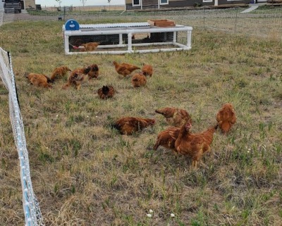 Home - Grace Hill Farm